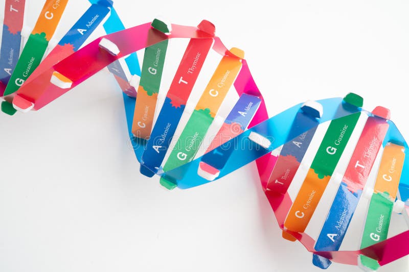 DNA or Deoxyribonucleic Acid is a Double Helix Chains Structure Formed ...