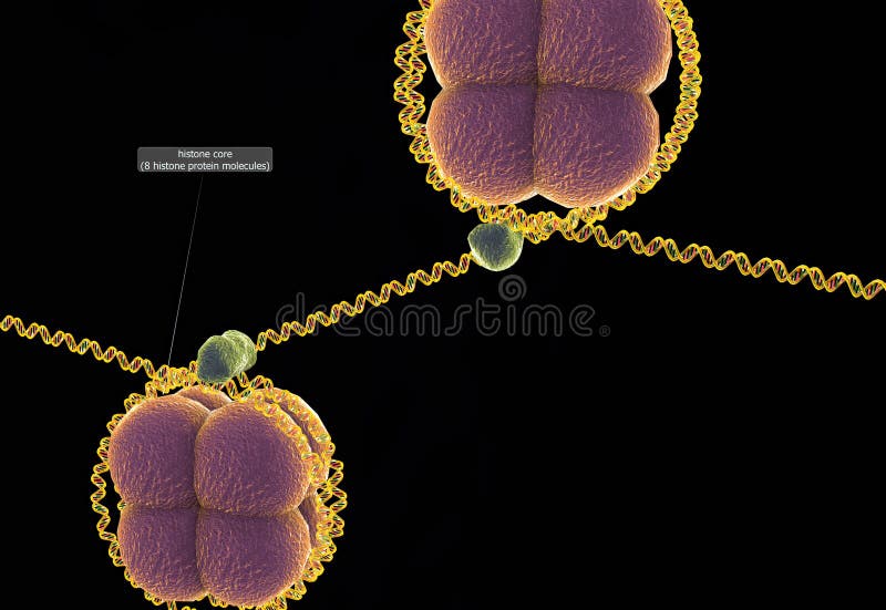 DNA is a Double Helical Structure Composed of Nucleotides Stock ...