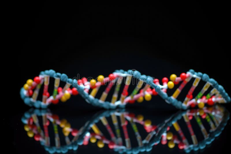 Dna Double Helix, with Complementary Bases Locking Together Stock ...