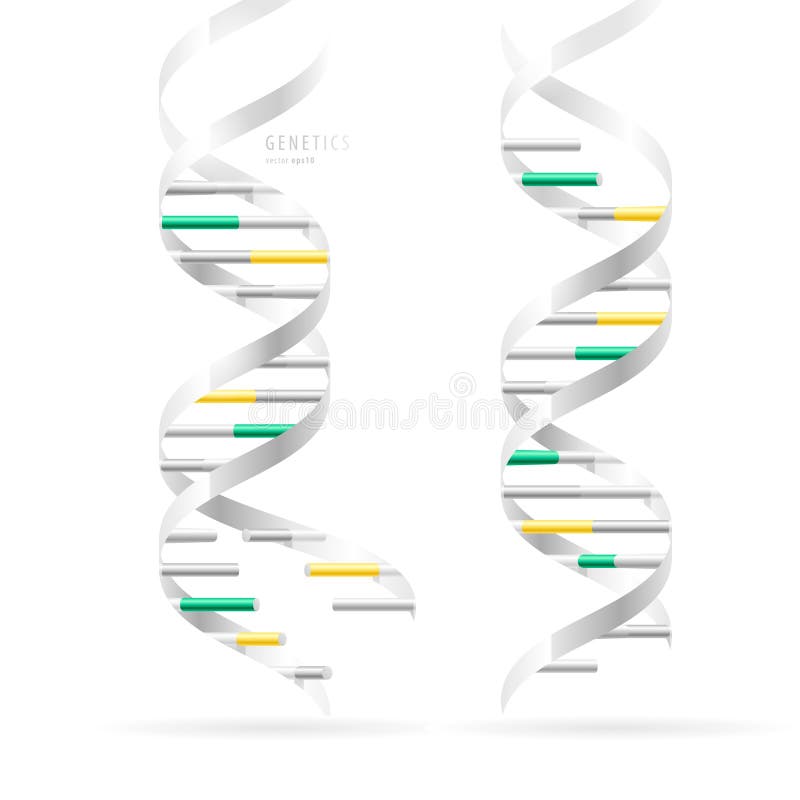 DNA Double Helix, Realistic Structural Models, Isolated on White Stock ...