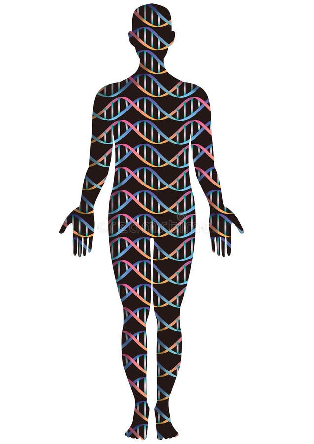 DNA Double Helix Structure Pattern in Human Body Silhouette Stock ...