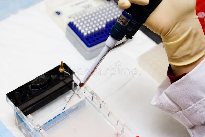 DNA Gel Electrophoresis stock photo. Image of hands, experiments - 2223462