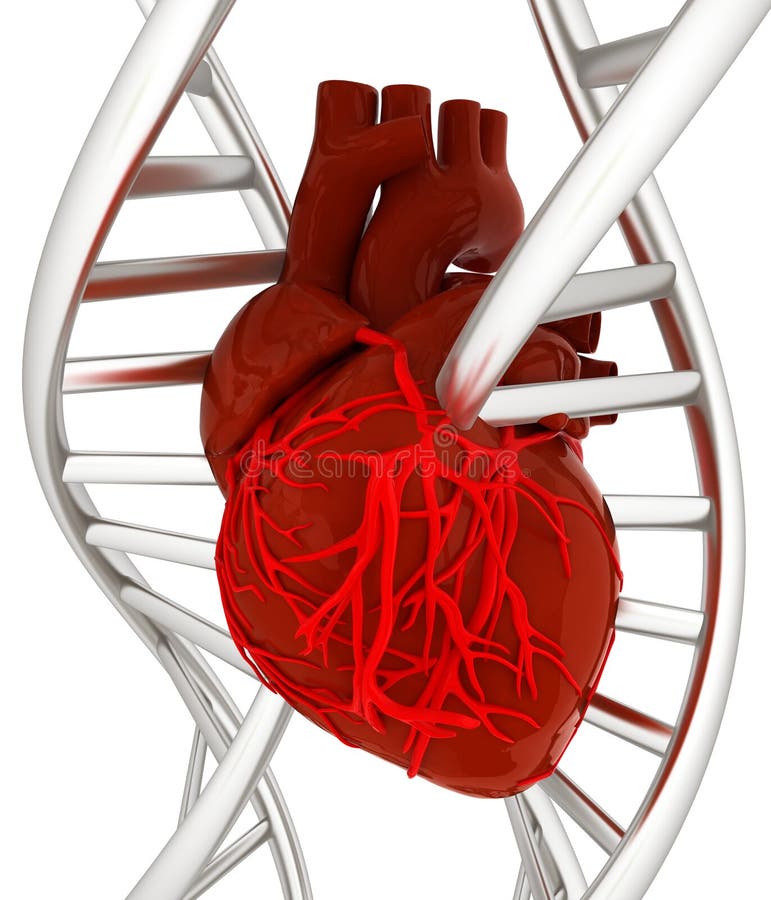 DNA and heart. stock illustration. Illustration of organism - 126514323