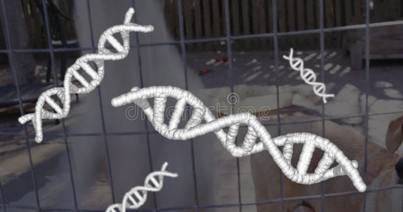 DNA Helix Models Floating Inside Wire Mesh Cage Bars, Casting Sunlight ...