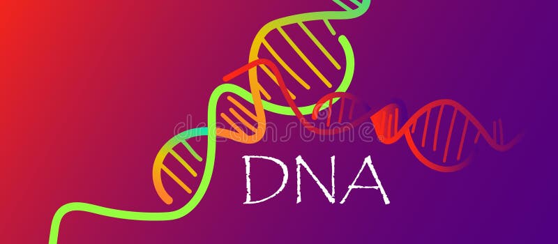 DNA, Illustration, Vector DNA Shapes Illustration Stock Illustration ...