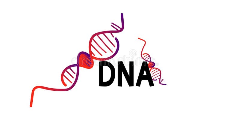 DNA, Illustration, Vector DNA Shapes Illustration Stock Illustration ...