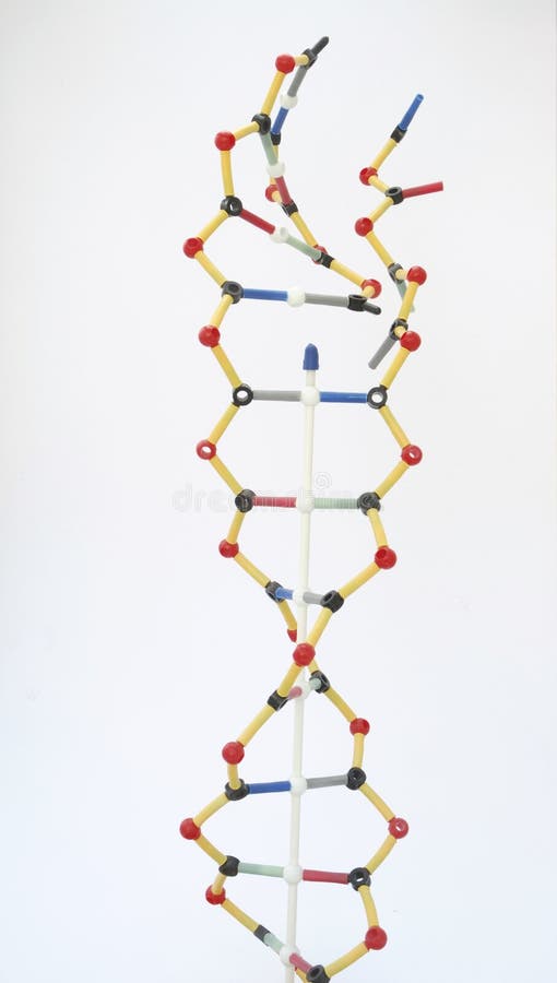 DNA Model stock photo. Image of anatomy, biochemistry - 4729264