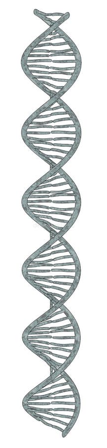 DNA model stock illustration. Illustration of gene, drawing - 54723425