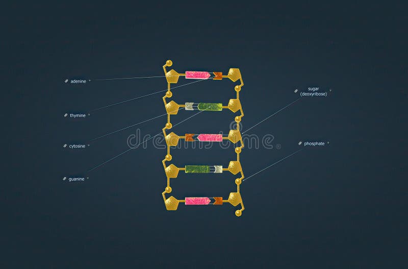 Dna is the Molecule that Carries Genetic Information for the ...
