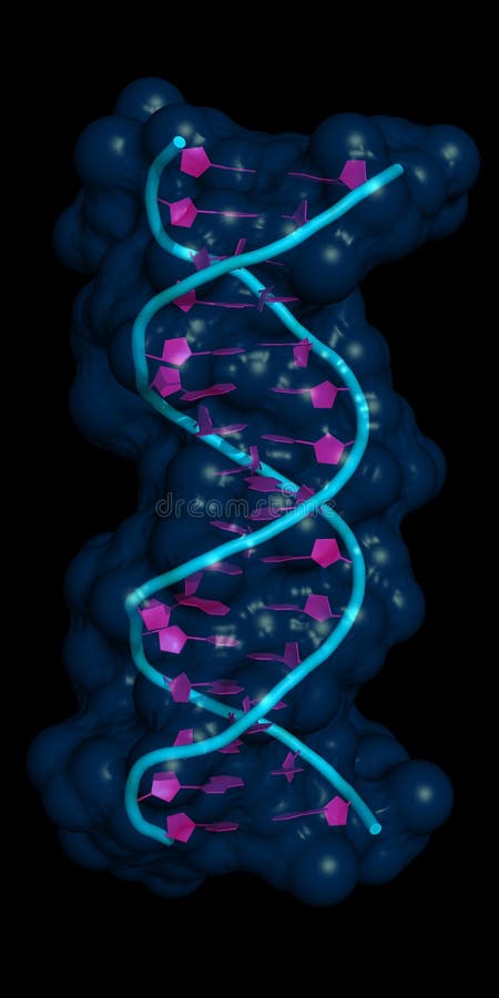 DNA Molecule, Cartoon Model Stock Illustration - Illustration of ...