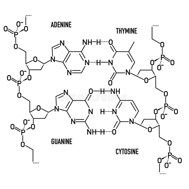 DNA molecule structure stock vector. Illustration of gene - 131500306