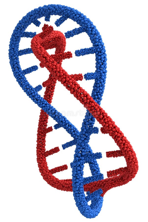 Two Twisted DNA Molecules into the Chromosome Stock Illustration ...