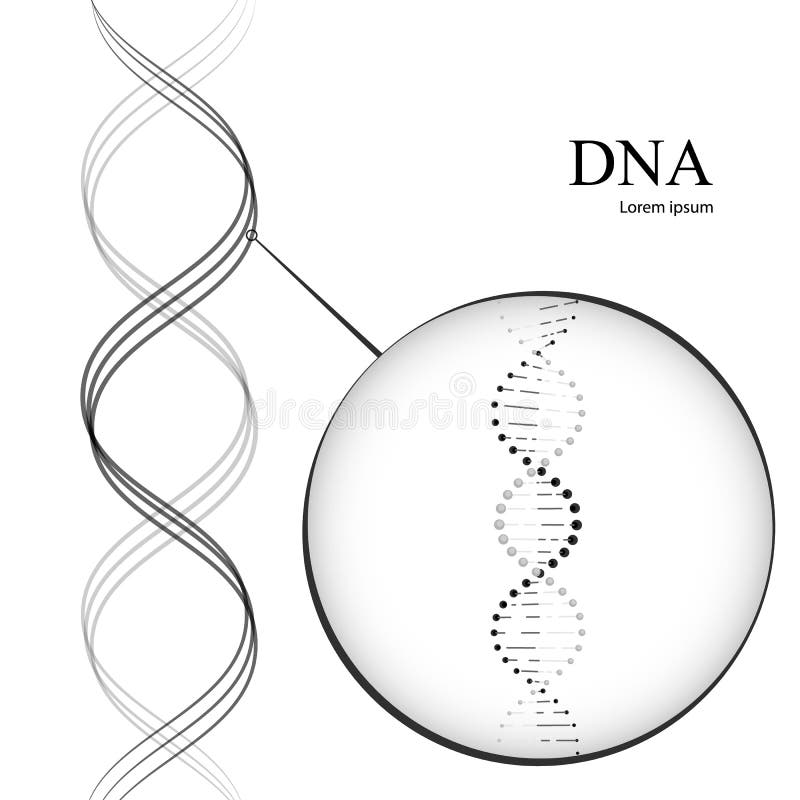 DNA Molecules. Vector Illustration Isolated on White Stock Vector ...