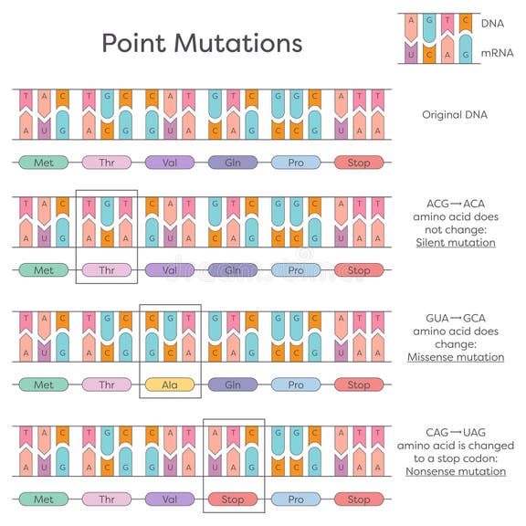 DNA Substitution, Deletion, and Insertion Point Mutations Diagram Stock ...