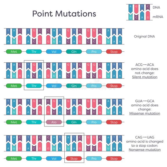 DNA Substitution, Deletion, and Insertion Point Mutations Diagram Stock ...