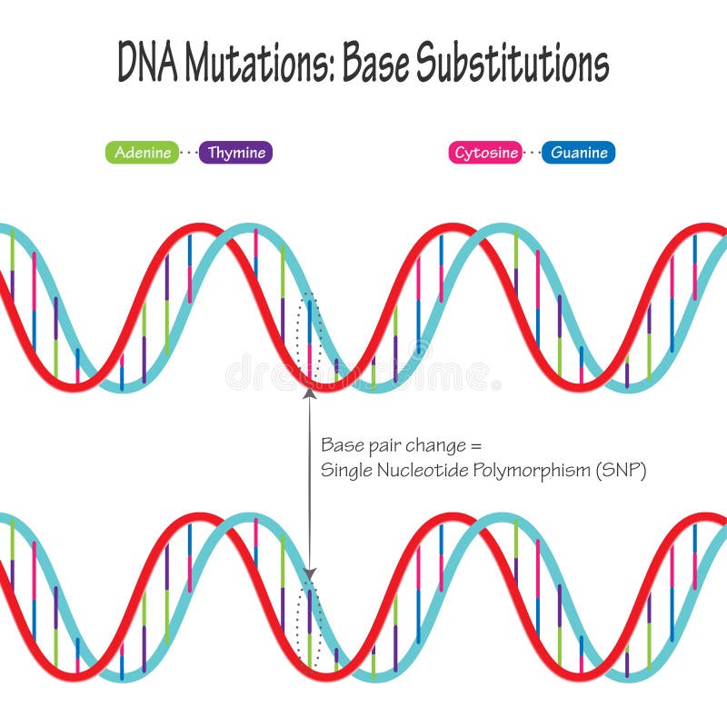 Polymorphisms Stock Illustrations – 10 Polymorphisms Stock ...