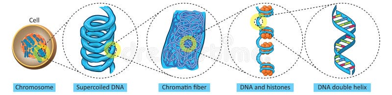 DNA packaging stock vector. Illustration of anatomy - 212945965