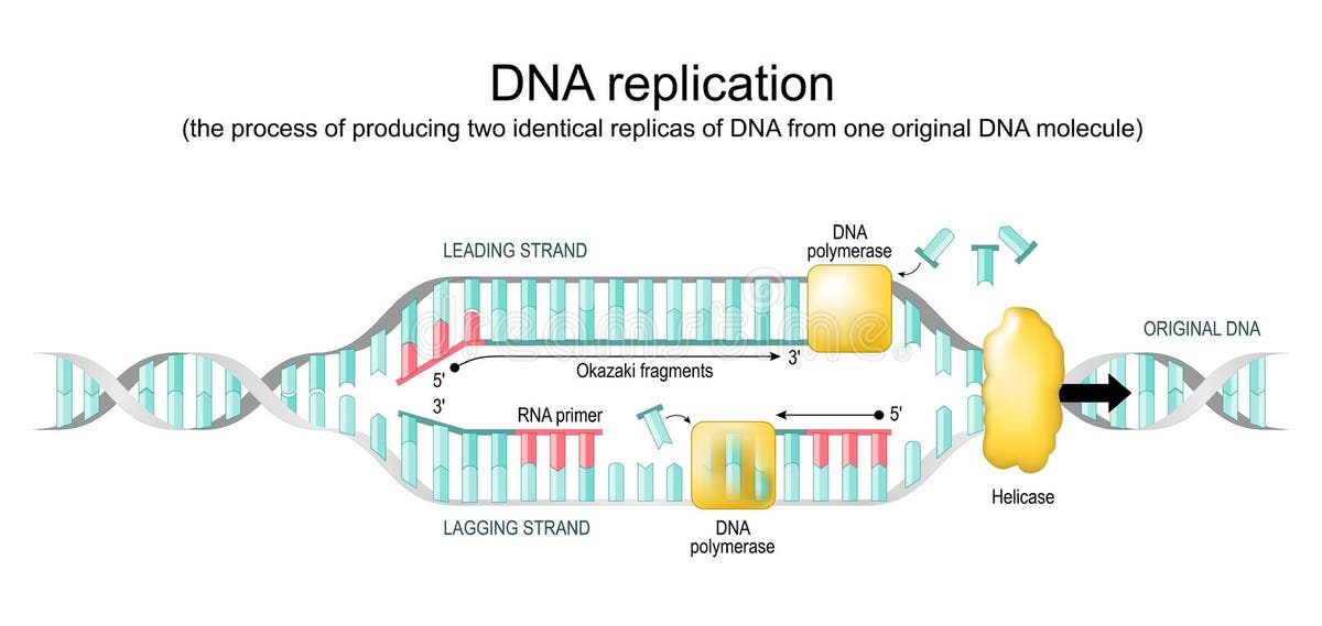 Dna Replication Stock Illustrations – 1,514 Dna Replication Stock ...