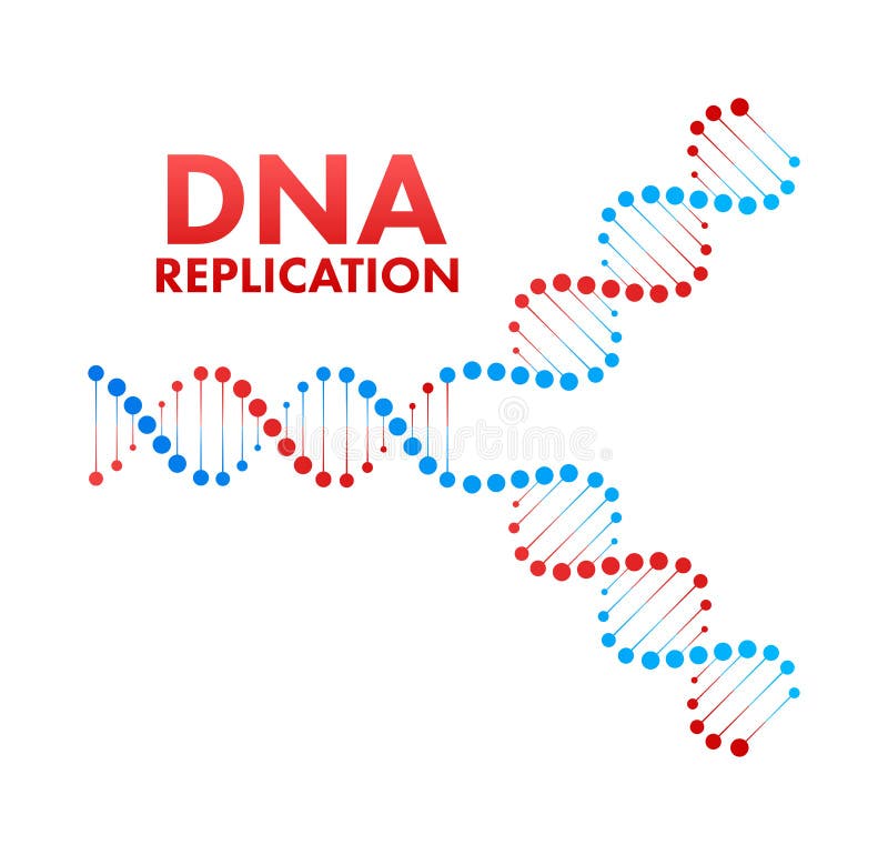 DNA Replication. DNA Molecules, Molecular Biology. Vector Stock ...