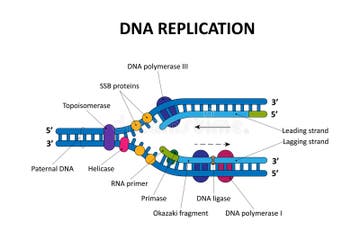 DNA replication stock vector. Illustration of molecular - 318851786