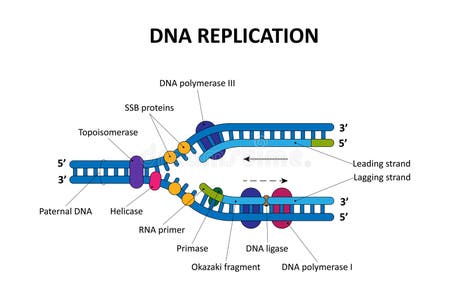 DNA replication stock vector. Illustration of molecular - 318851786