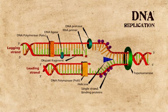 Dna Replication Process Stock Illustrations 496 Dna Replication Process Stock Illustrations
