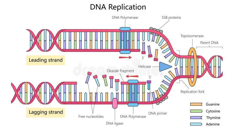 DNA Replication Process Diagram Medical Science Stock Vector ... DNA Replication Process Diagram Medical Science Stock Vector ...