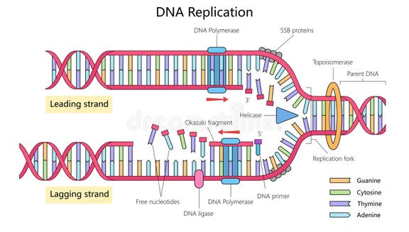 Helicase Polymerase Stock Illustrations 88 Helicase Polymerase Stock Illustrations Vectors