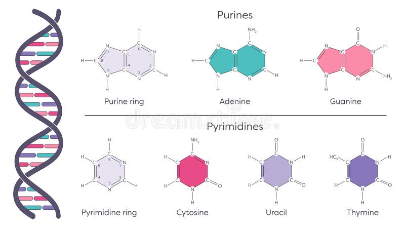 Nitrogenous Bases of DNA and RNA Stock Vector - Illustration of group ...