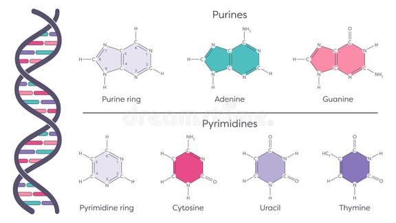Nitrogenous Bases of DNA and RNA Stock Vector - Illustration of group ...