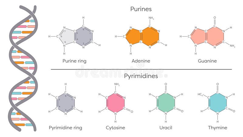 Nitrogenous Bases of DNA and RNA Stock Vector - Illustration of allele ...
