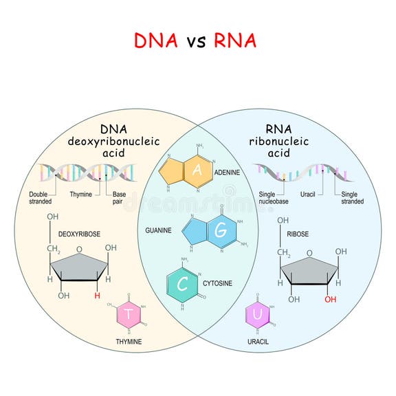 DNA and RNA. Comparison and Difference Stock Vector - Illustration of ...