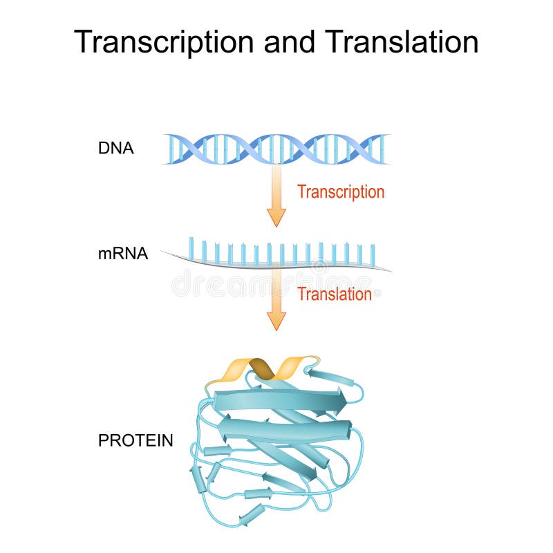 Dna Replication Transcription And Translation Stock Vector