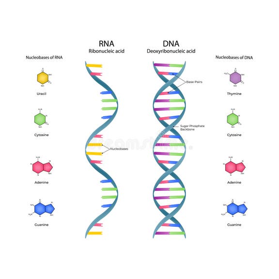 DNA and RNA Structure a Comparative Overview of Genetic Material Stock ...