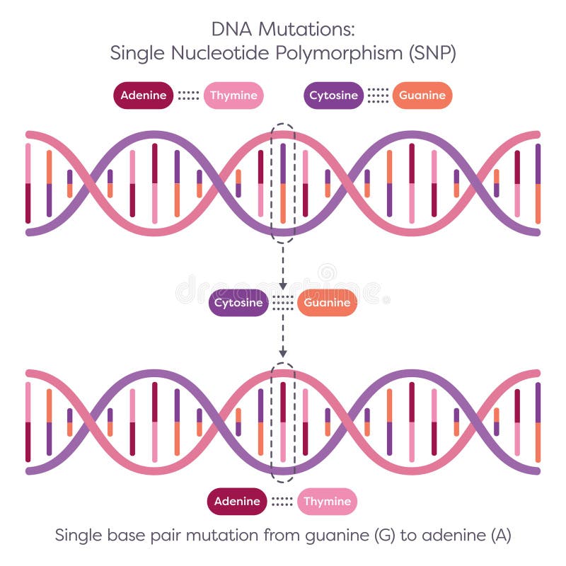 DNA Mutations Base Substitutions Stock Vector - Illustration of ...