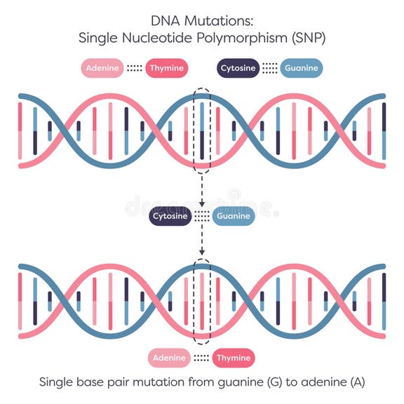 DNA Mutations Base Substitutions Stock Vector - Illustration of ...