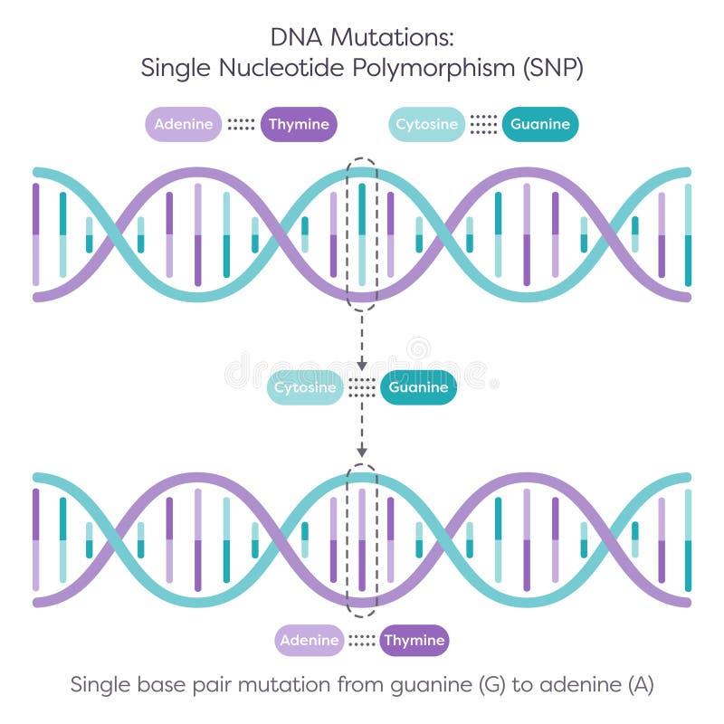 DNA Mutations Base Substitutions Stock Vector - Illustration of ...