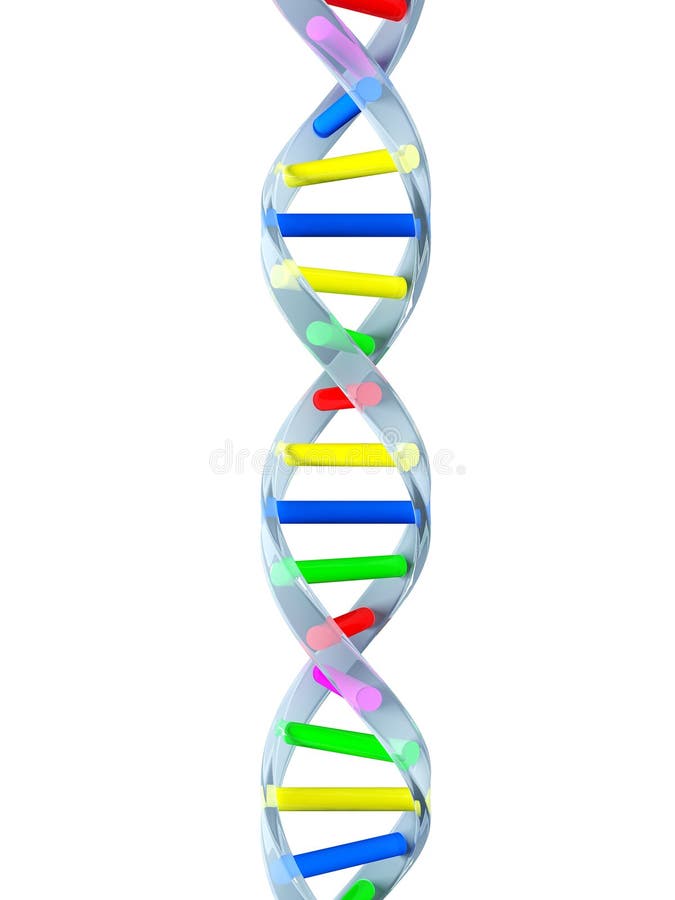 DNA Strand stock illustration. Illustration of white, growth - 4157187