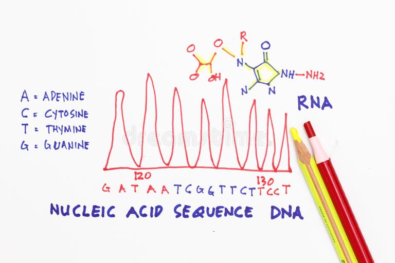 103 Dna Rna Diagram Stock Photos - Free & Royalty-Free Stock Photos ...