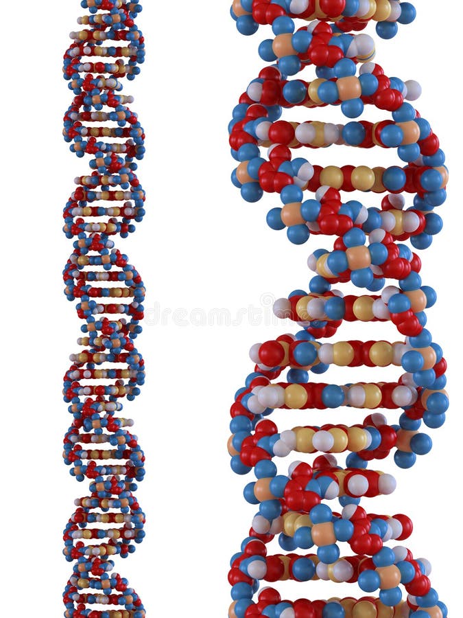 DNA strand stock illustration. Illustration of biology - 6355374