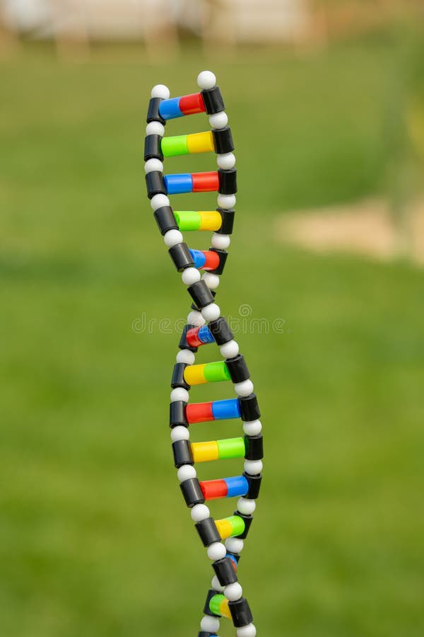 A DNA Strand Made of Colored Beads Stock Photo - Image of abstract ...