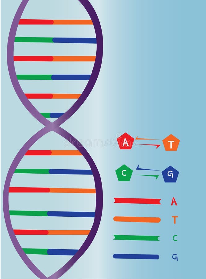 DNA strand stock vector. Illustration of helix, chemicals - 93796295