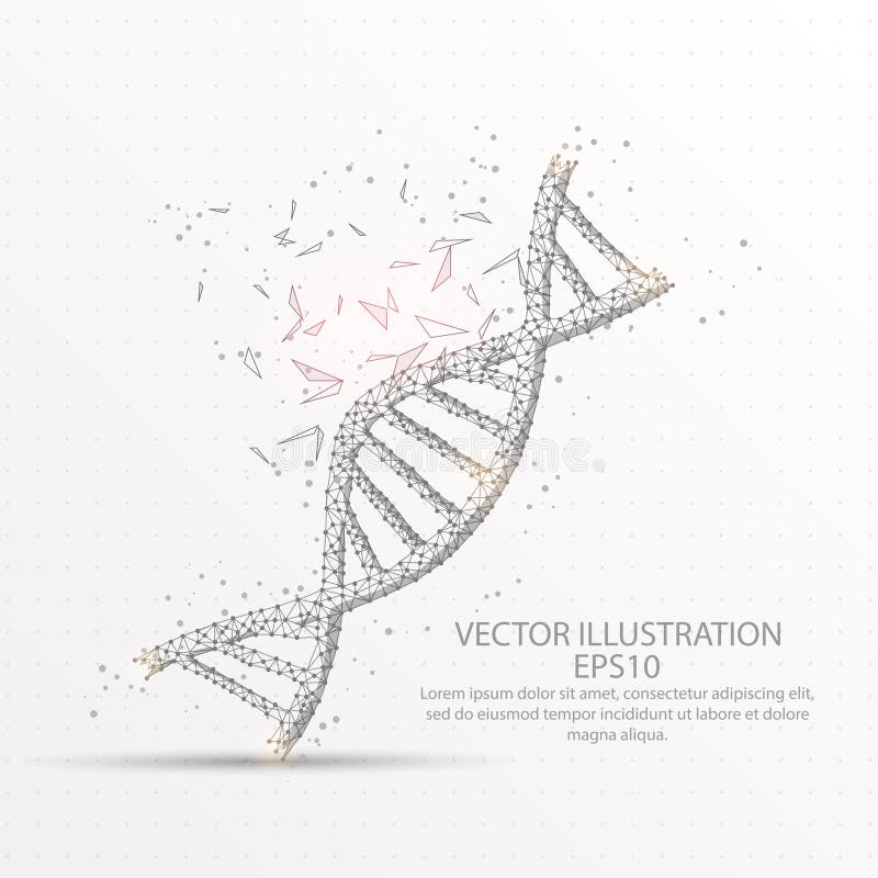 DNA Strand Symbol Low Poly Wire Frame on White Background. Stock Vector ...