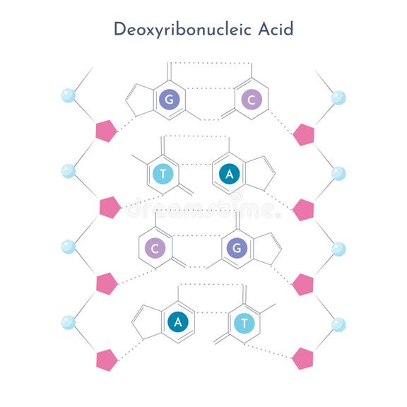 Chemical Structure of DNA Nucleotides and Phosphate Sugar Backbone ...
