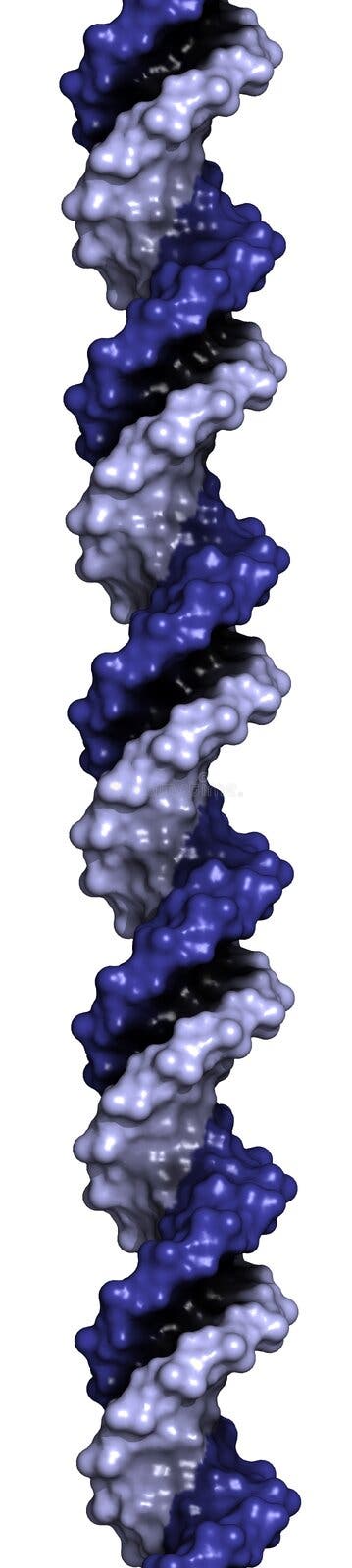 DNA structure, B-DNA form. stock illustration. Illustration of ...