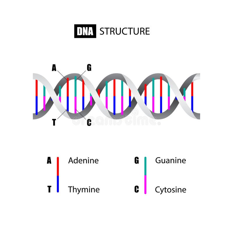 Deoxyribonucleic Acid DNA and Stars Sky Vector Stock Vector ...