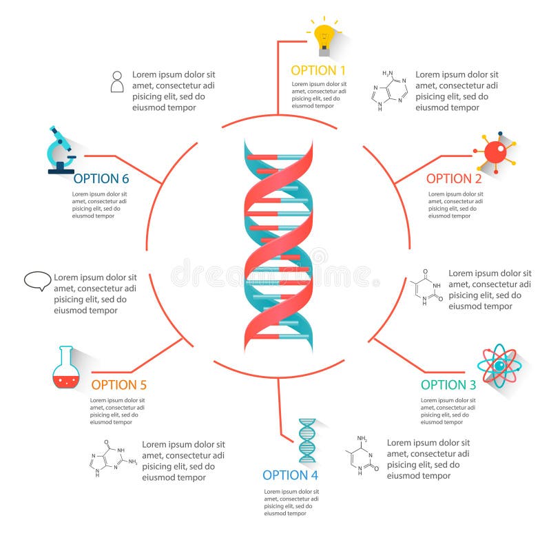 DNA structure infographic stock vector. Illustration of life - 54284760