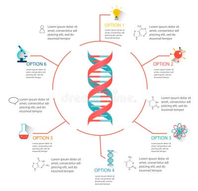 DNA structure infographic stock vector. Illustration of life - 54284760