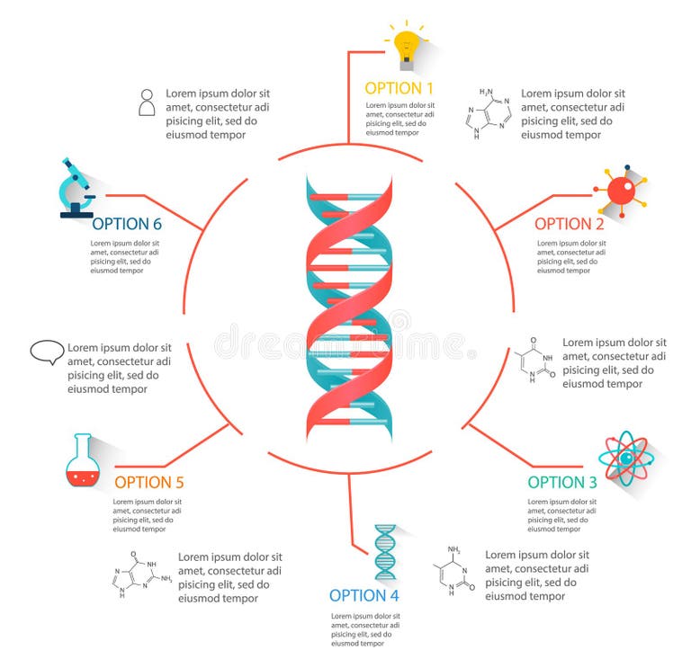 DNA structure infographic stock vector. Illustration of life - 54284760