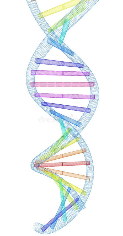 DNA structure model stock illustration. Illustration of evolution ...